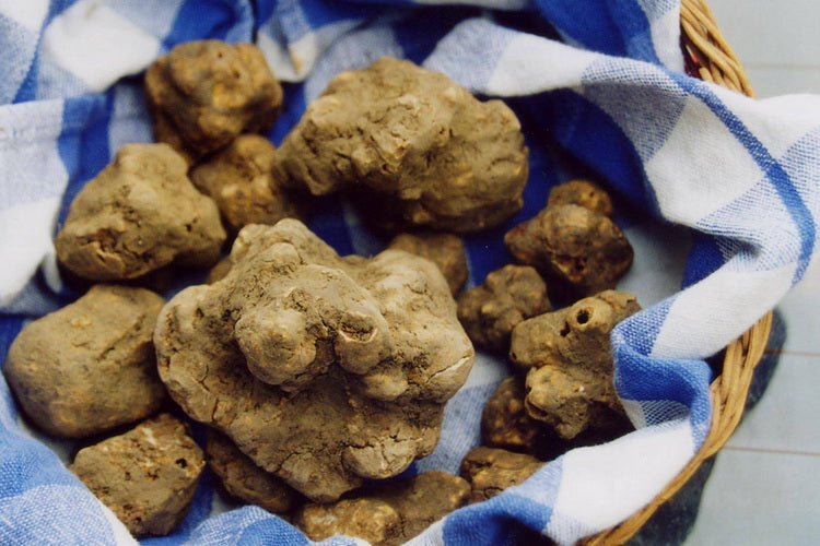 How to Store and Clean Fresh Truffles